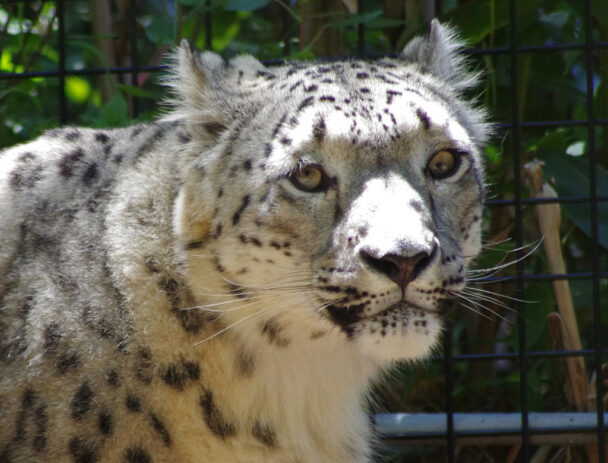 15 Interesting Facts About Leopards - Housely