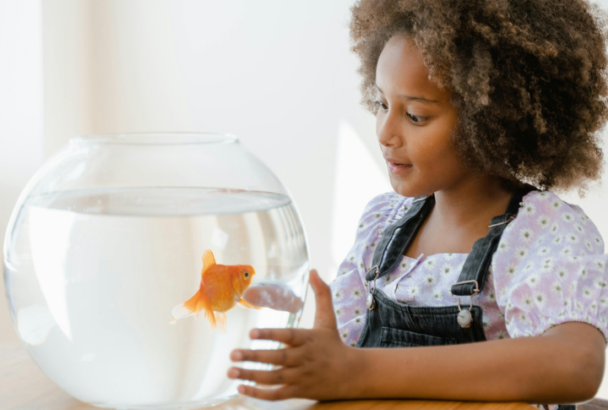 15 Best Aquarium Fish to Keep as Pets - Housely