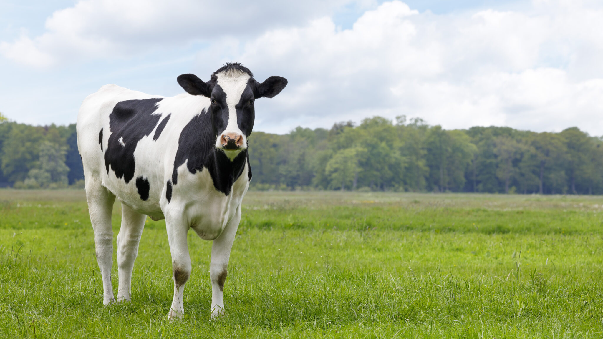 15 Most Popular Cattle Breeds Across America - Housely