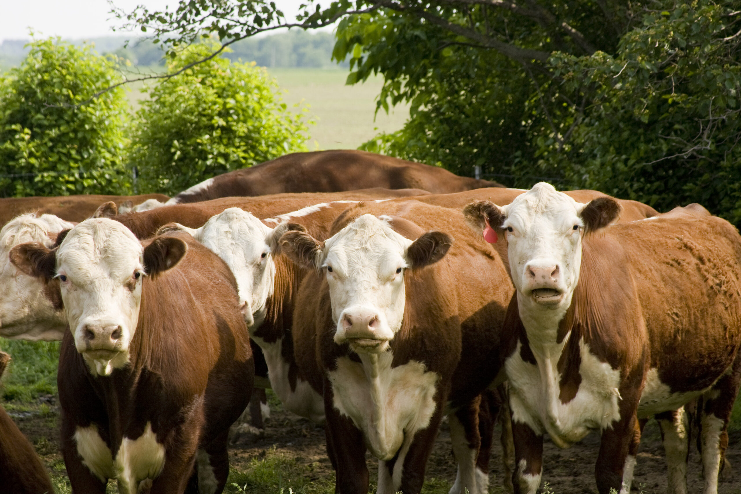 15 Most Popular Cattle Breeds Across America - Housely