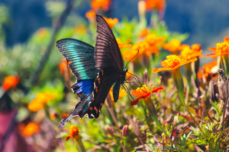 15 of the World’s Most Beautiful Butterflies - Housely