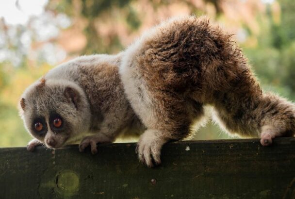 15 Animals That Can Only Be Found in a Single Location - Housely
