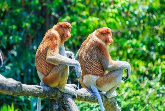 15 Most Unusual Rainforest Creatures - Housely