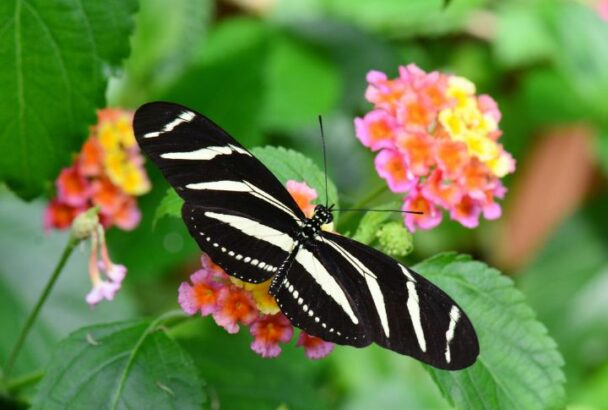 15 of the World’s Most Beautiful Butterflies - Housely