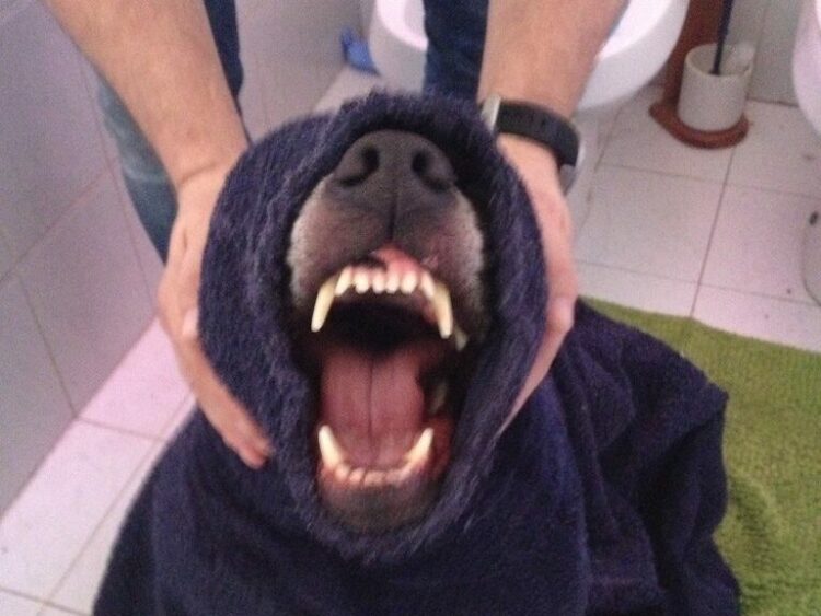 15 Red Flags About People Who Dislike Animals - Housely