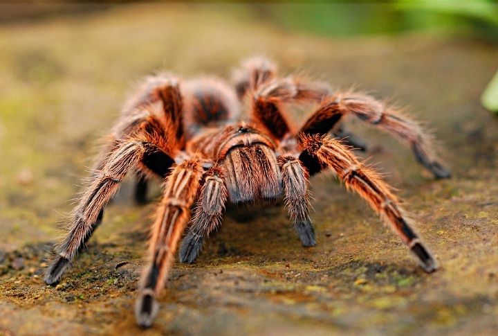 15 Things You Need to Know About Spiders - Housely