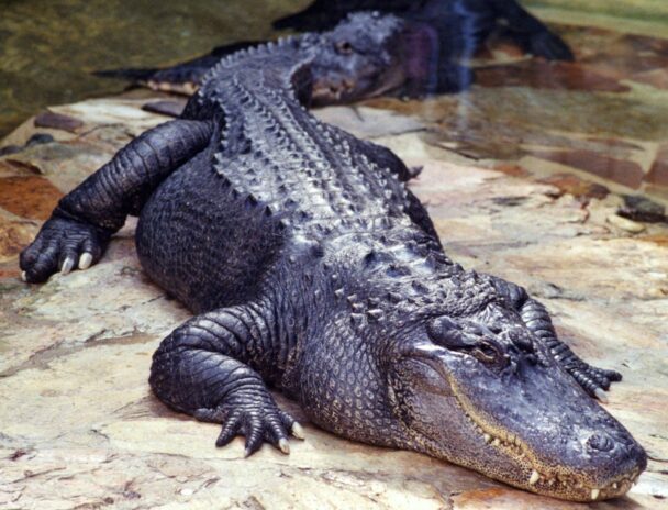 15 Interesting Facts You Didn't Know About Crocodiles - Housely