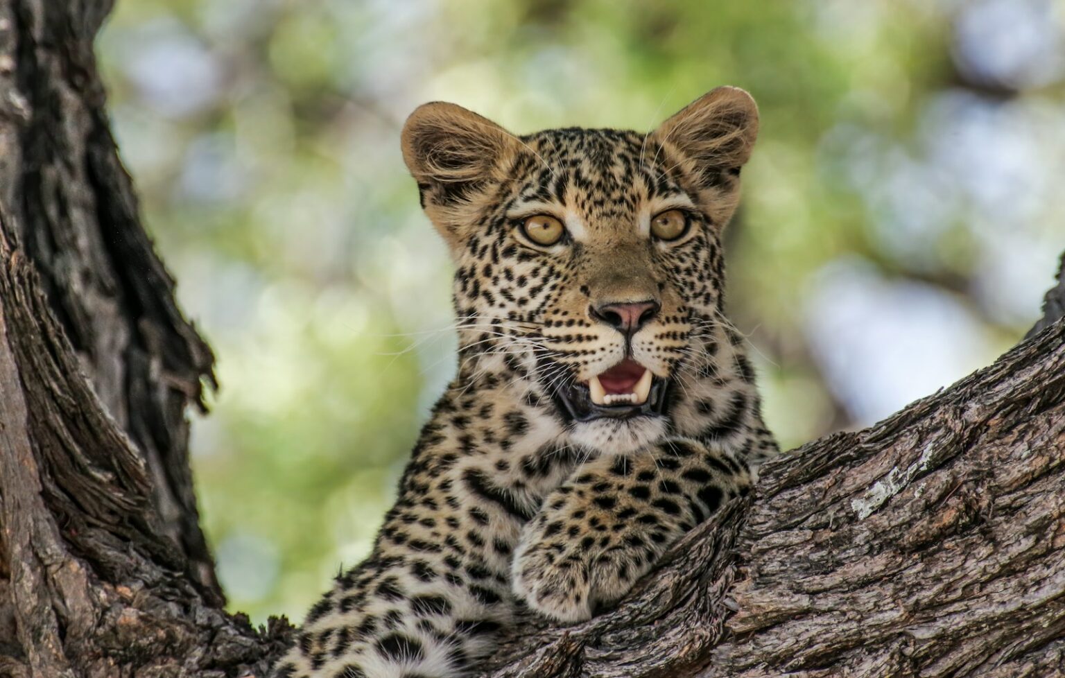 15 Interesting Facts About Leopards - Housely