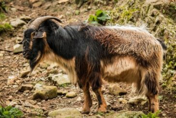15 Rarest Goat Breeds in the World - Housely