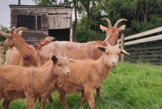 15 Rarest Goat Breeds in the World - Housely