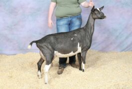 15 Rarest Goat Breeds in the World - Housely