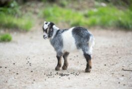 15 Rarest Goat Breeds in the World - Housely