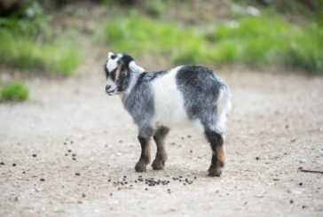 15 Rarest Goat Breeds in the World - Housely