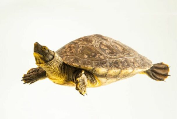 15 Most Fascinating Animals You’ll See In American Zoos - Housely