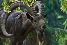 15 Rarest Goat Breeds in the World - Housely