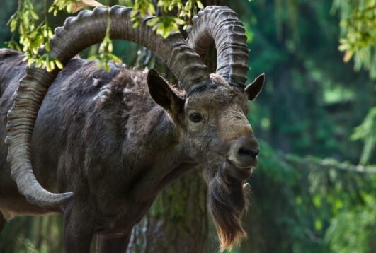 15 Rarest Goat Breeds in the World - Housely