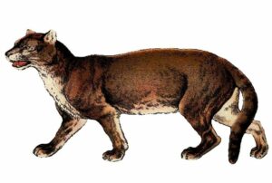 15 Horrifying Creatures You'll Be Glad Are Extinct - Housely