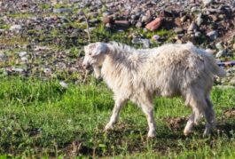 15 Rarest Goat Breeds in the World - Housely