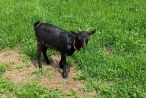 15 Rarest Goat Breeds in the World - Housely