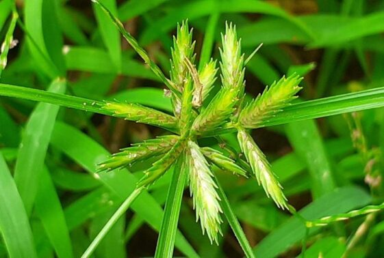 15 Effective Ways to Eliminate Nutgrass in Your Garden - Housely