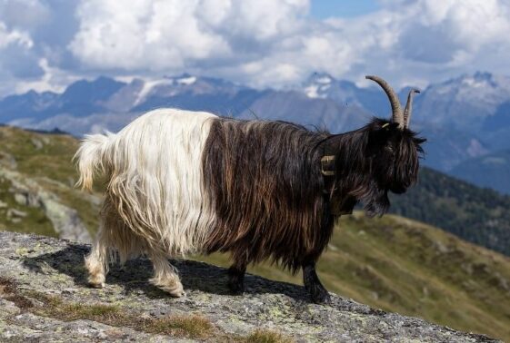 15 Rarest Goat Breeds in the World - Housely