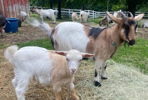 15 Rarest Goat Breeds in the World - Housely