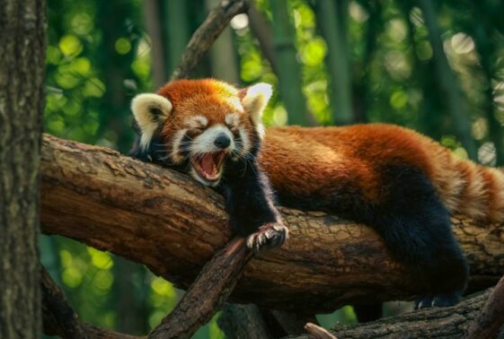 15 Most Fascinating Animals You’ll See In American Zoos - Housely