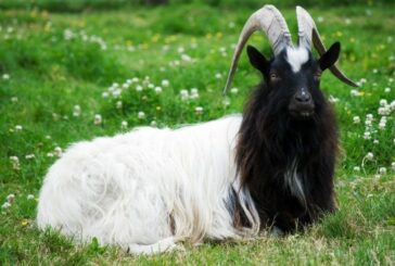 15 Rarest Goat Breeds in the World - Housely