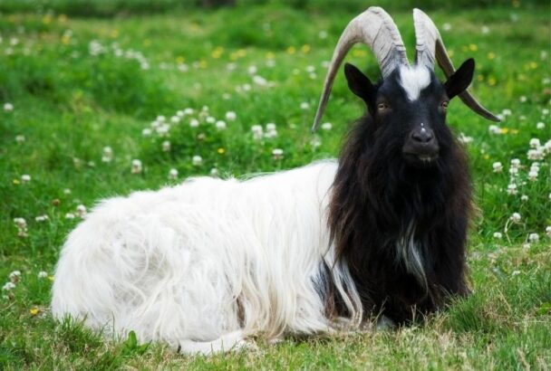 15 Rarest Goat Breeds in the World - Housely