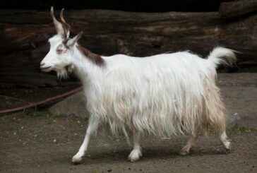 15 Rarest Goat Breeds in the World - Housely