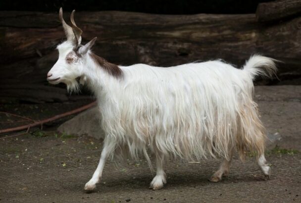 15 Rarest Goat Breeds in the World - Housely