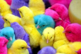 15 Most Peculiar Laws in America - Housely