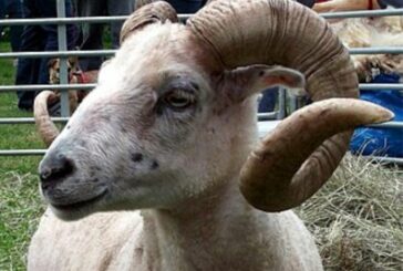 15 Rarest Goat Breeds in the World - Housely