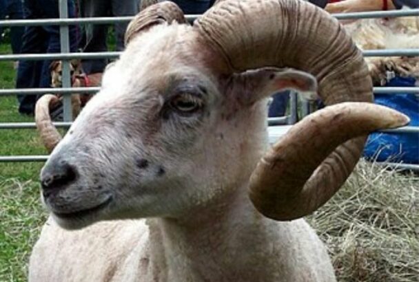 15 Rarest Goat Breeds in the World - Housely