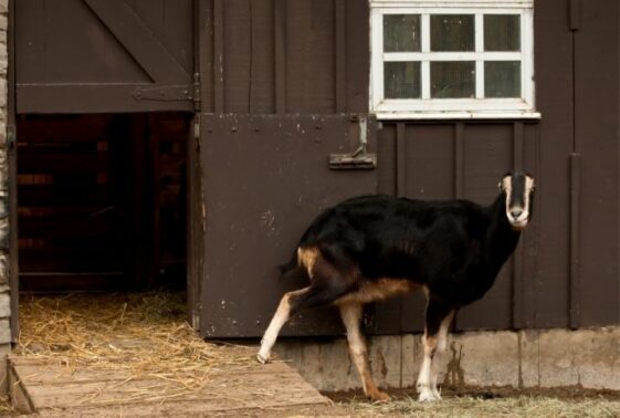 15 Rarest Goat Breeds in the World - Housely