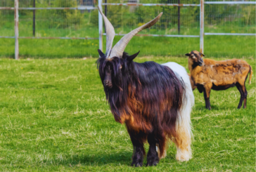 15 Rarest Goat Breeds in the World - Housely