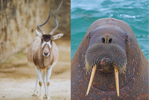 15 Most Fascinating Animals You’ll See In American Zoos - Housely