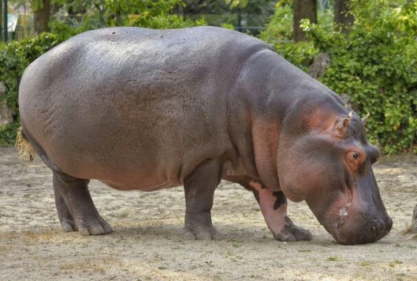 15 Animals with Unique Abilities That Defy Logic - Housely