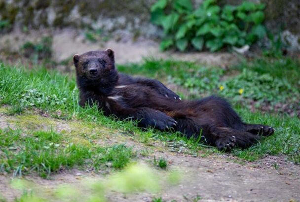 Wolverine Facts and the 9 U.S. States with the Most Sightings - Housely