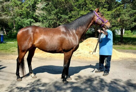 American States With Official Horse Breeds - Housely