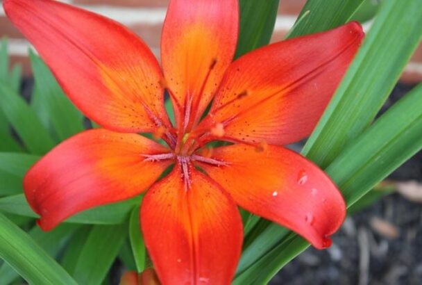 The Hidden Meanings and Origins of 20 Beautiful Flowers - Housely