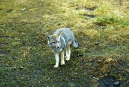 Meet the Official Mammal of Every US State - Housely