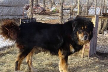 15 Ancient Cultures That Loved Dogs As Much As We Do - Housely