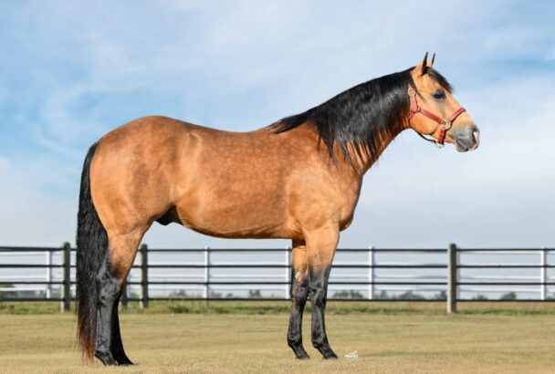 American States With Official Horse Breeds - Housely