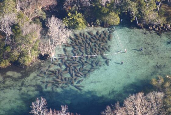 15 Manatee Facts That Will Make You Love Them Even More - Housely