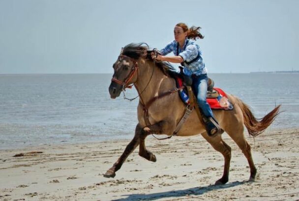 American States With Official Horse Breeds - Housely