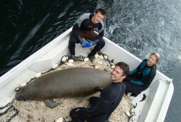 15 Manatee Facts That Will Make You Love Them Even More - Housely