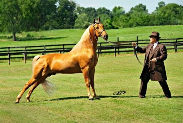 American States With Official Horse Breeds - Housely