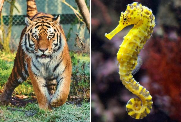 15 Animals with Unique Abilities That Defy Logic - Housely