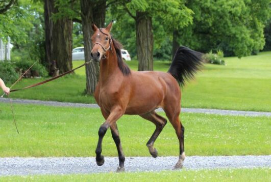 American States With Official Horse Breeds - Housely